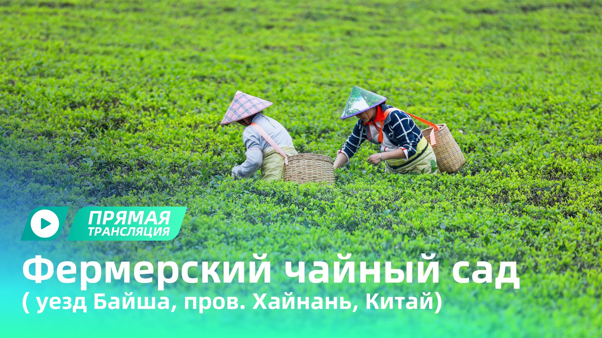 Прямая трансляция: Фермерский чайный сад (уезд Байша, пров. Хайнань, Китай)